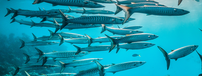 Deliveries – Ocean View Diving Services